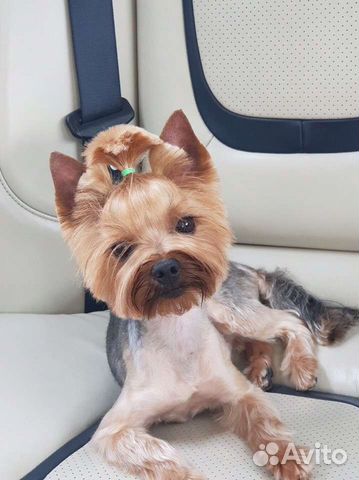 Ерширский терьер мини