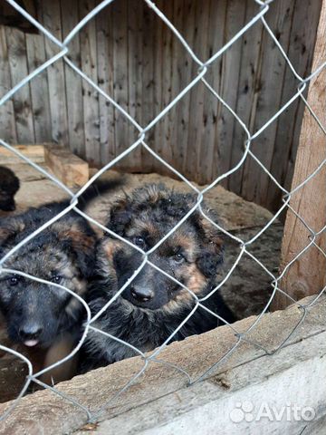 Немецкая овчарка