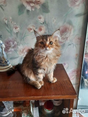 Сибирский котенок