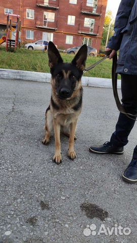 Немка в добрые руки