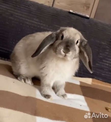Кролик вислоухий