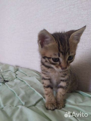 Кошка в дар