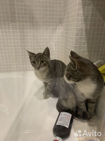 Отдам котят в хорошие руки