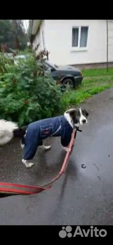 Классный домашний песик в дар