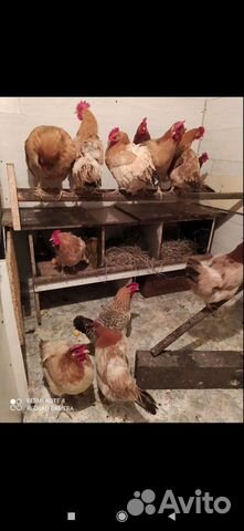 Куры несушки продам