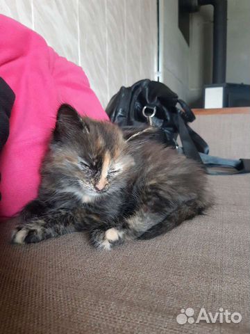 Котенок в дар