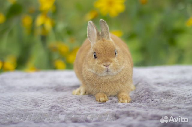 Желтый минор карликовый кролик мальчик