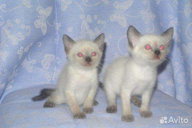 Сиамские котята