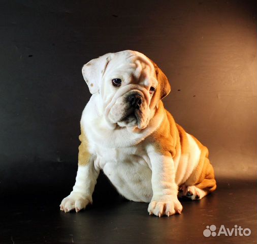 Бульдожечка