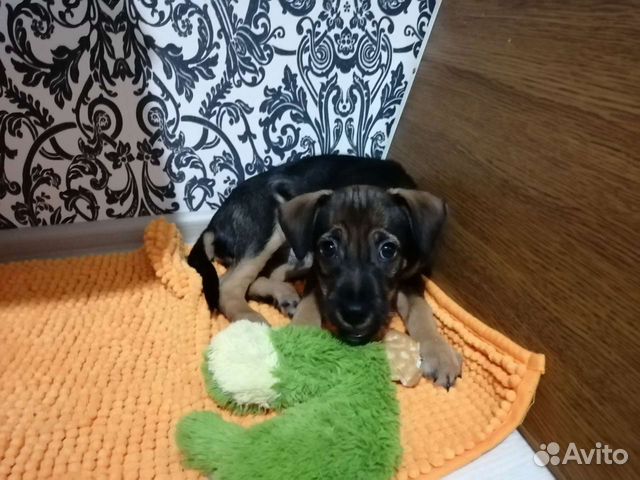 Отдам в добрые руки, помесь ягтерьера