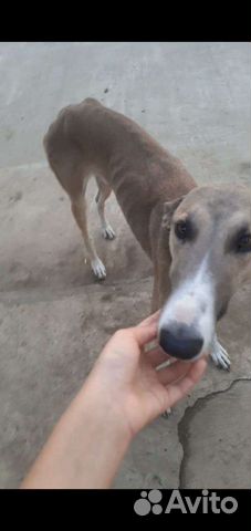 Хорошая борзая