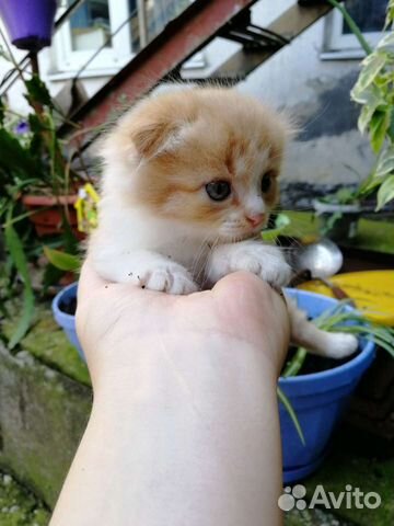 Веслоухая кошечка