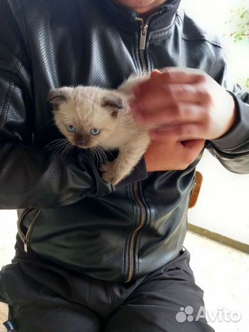 Сиамские котята