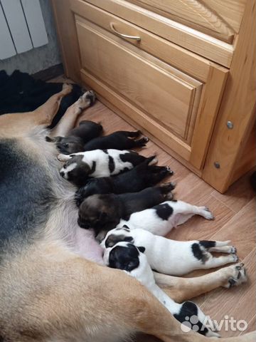Щенки в добрые руки даром