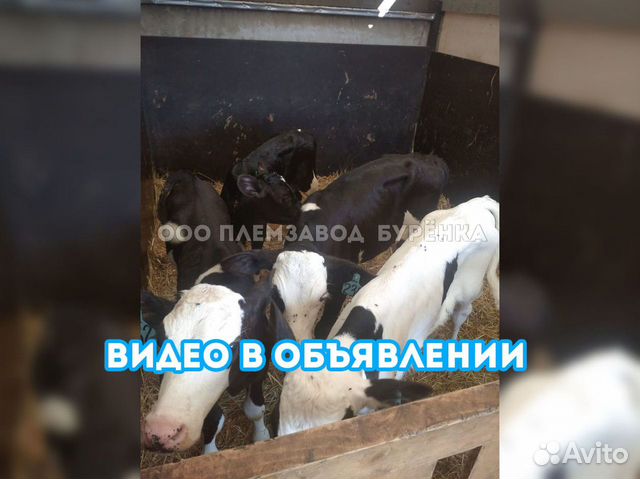 Телята племенные, породистые бычки, телочки