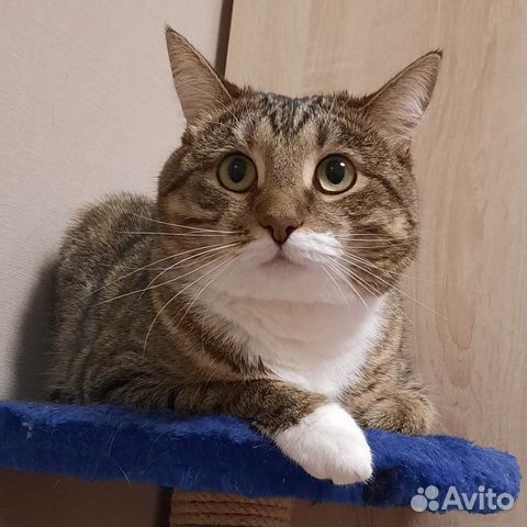 Кот