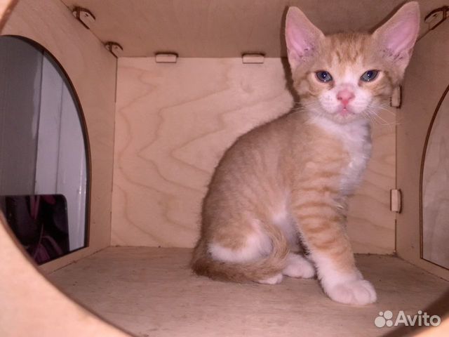 Котёнок метис девон-рекс