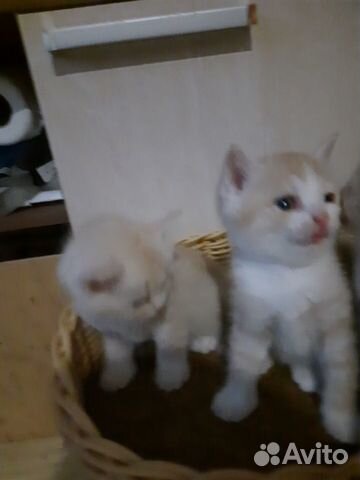 Шотландские прямоухие котята