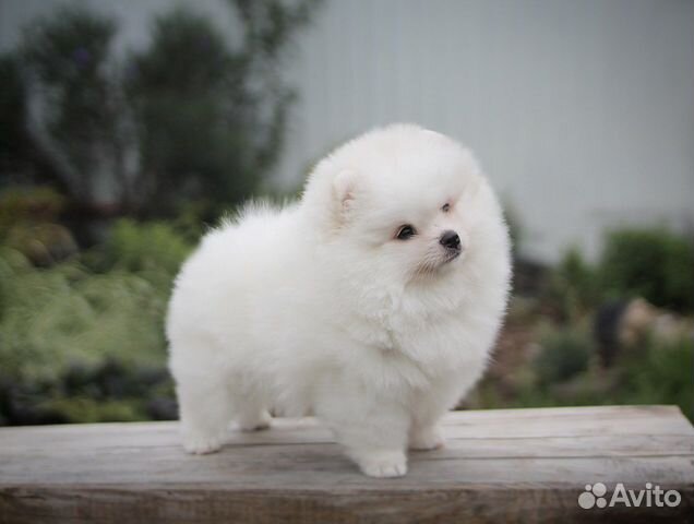 Маленький медвежонок шпиц