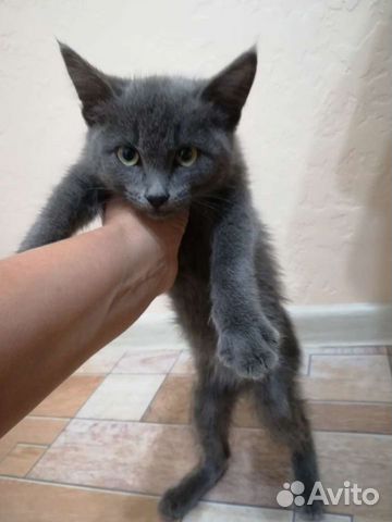 Котята русская голубая