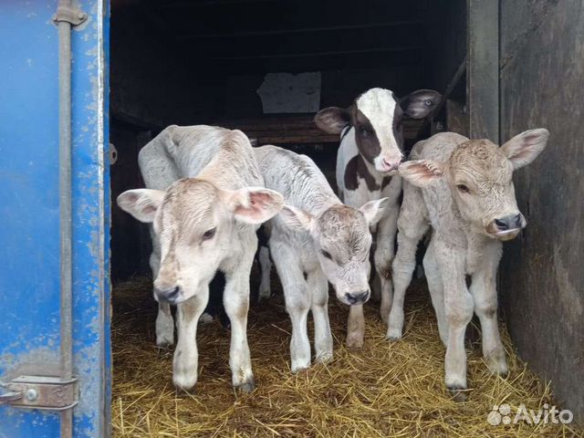 Телята бычки, молодняк крс