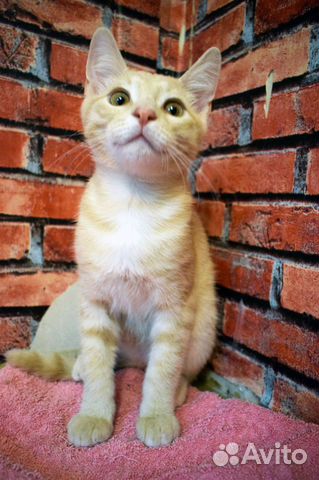 Котенок Макс 4 мес