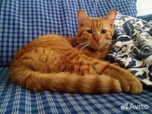 Шикарный рыжий кот Лев