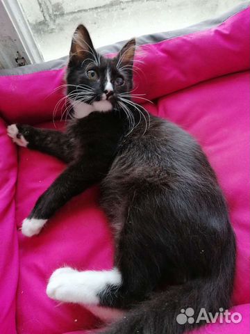 Котёнок Мишутка