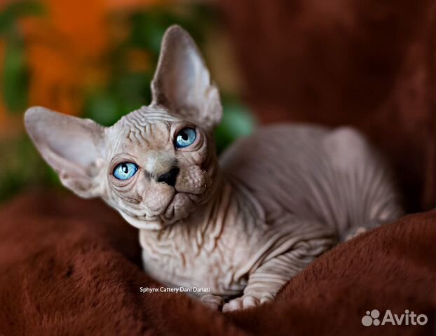 Мальчик Голубоглазик