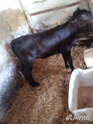 Телочка на продажу