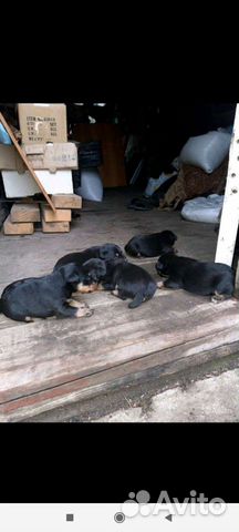 Щенок ягтерьера