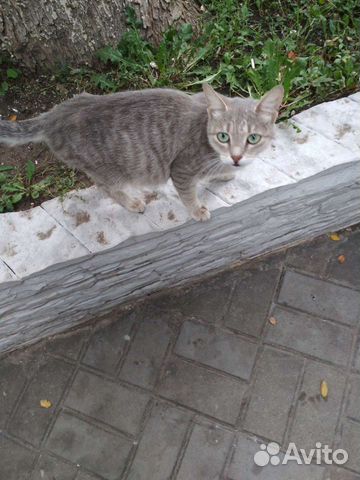 Кошечка ручная стерилизую ищет дом