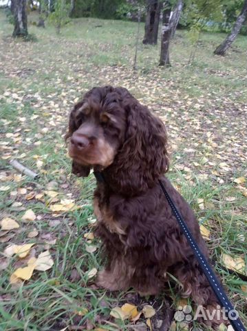 Шоколадка кокер-спаниель