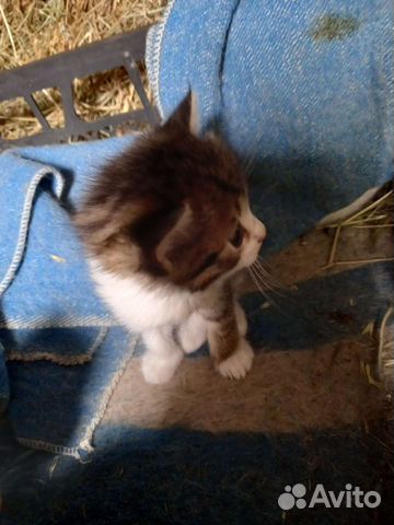 Отдаем котят бесплатно,можем привезти