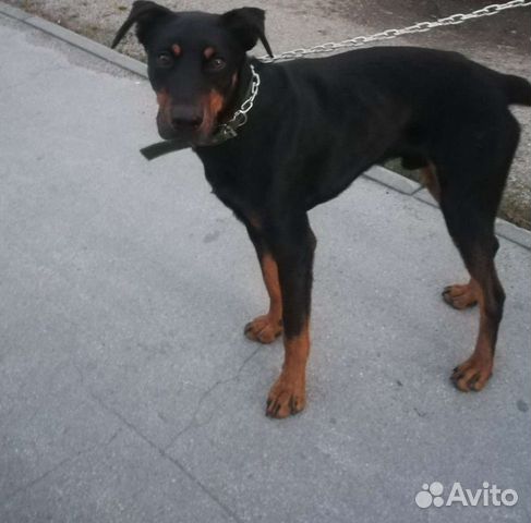 Собака доберман