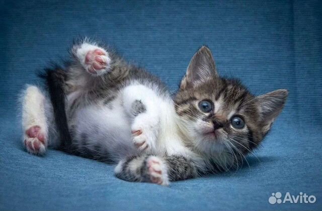 Кошки в добрые руки бесплатно