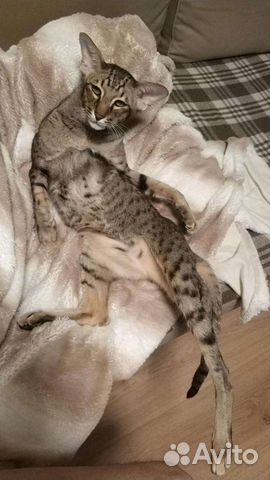 Ориентальный кот вязка