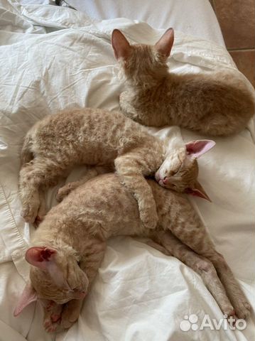 Котята сфинкса и беспородной кошки 2 месяца