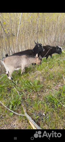 Козы дойные камерунские