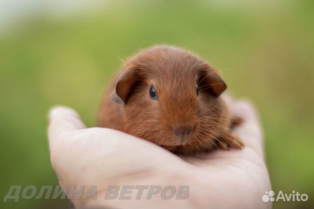 Девочка морская свинка английский селф золотой