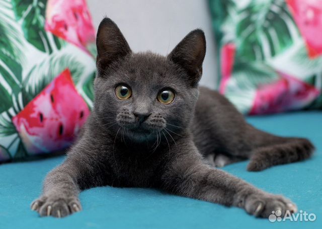 Чудо котенок Молли фенотип русская голубая 3 месяц