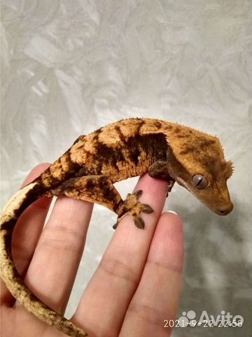 Бананоед самка