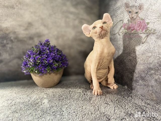 Девочка Эльф (программа разноглазия)