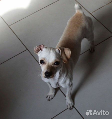 Минисобачка Боня в добрые руки