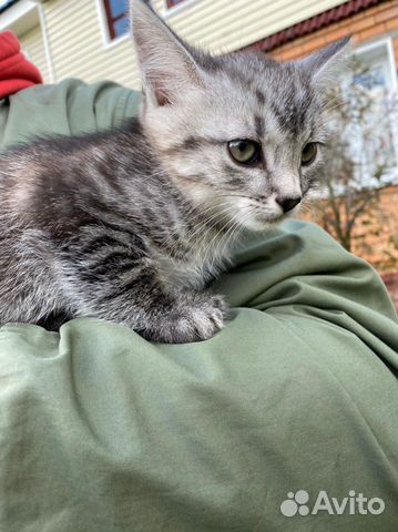 Котенок в добрые руки