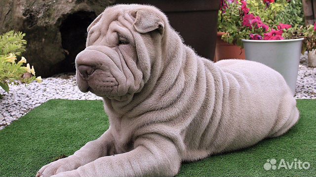 Лиловые плюшки