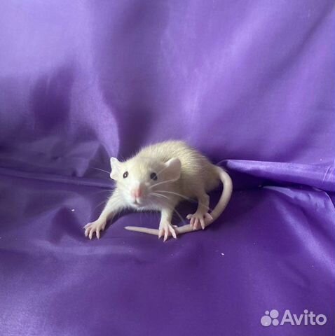 Крыса дамбо, джунгарские хомячки