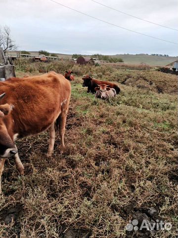 Тёлки бычки