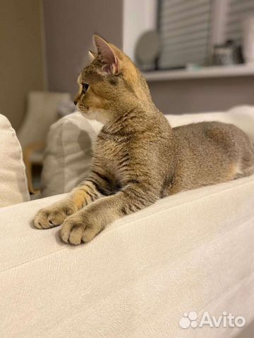 Британская золотая шиншилла