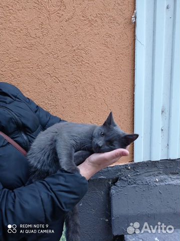 Ласковый котёнок подросток в добрые руки